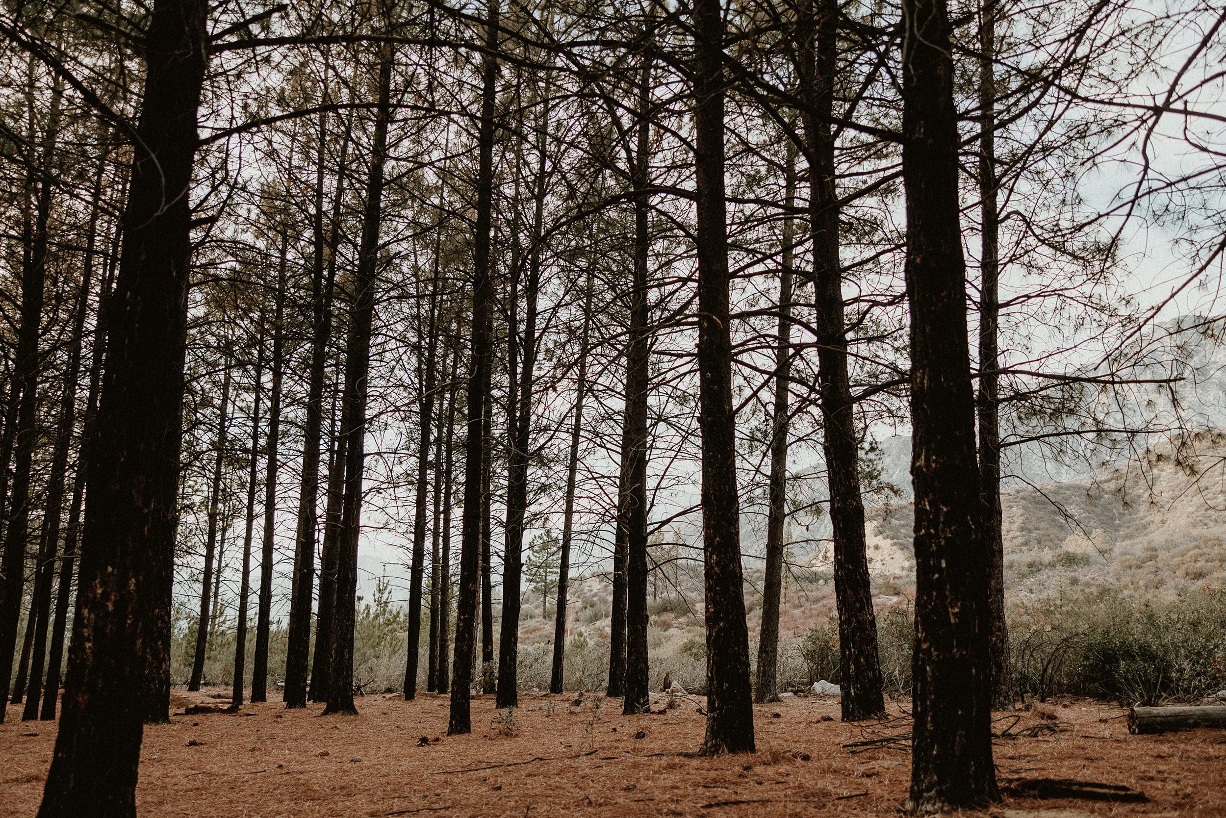Los Angeles Family Photos in the Forest